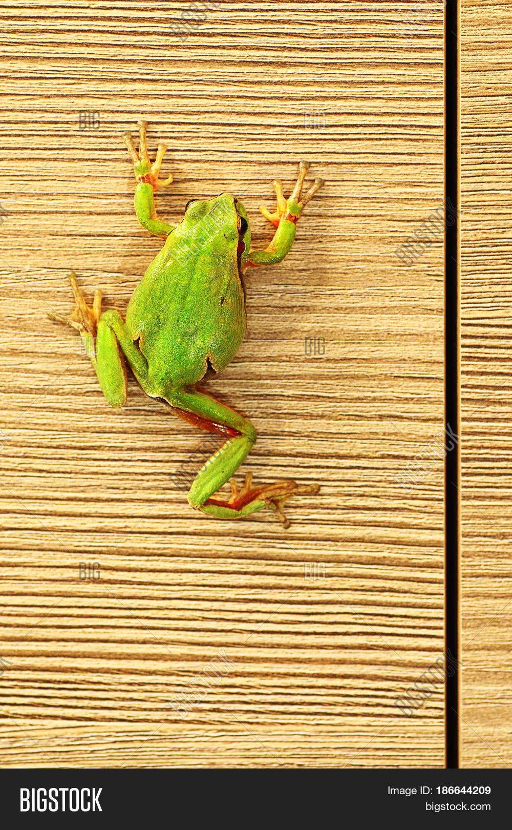 Cute Green Tree Frog Image & Photo (Free Trial) | Bigstock