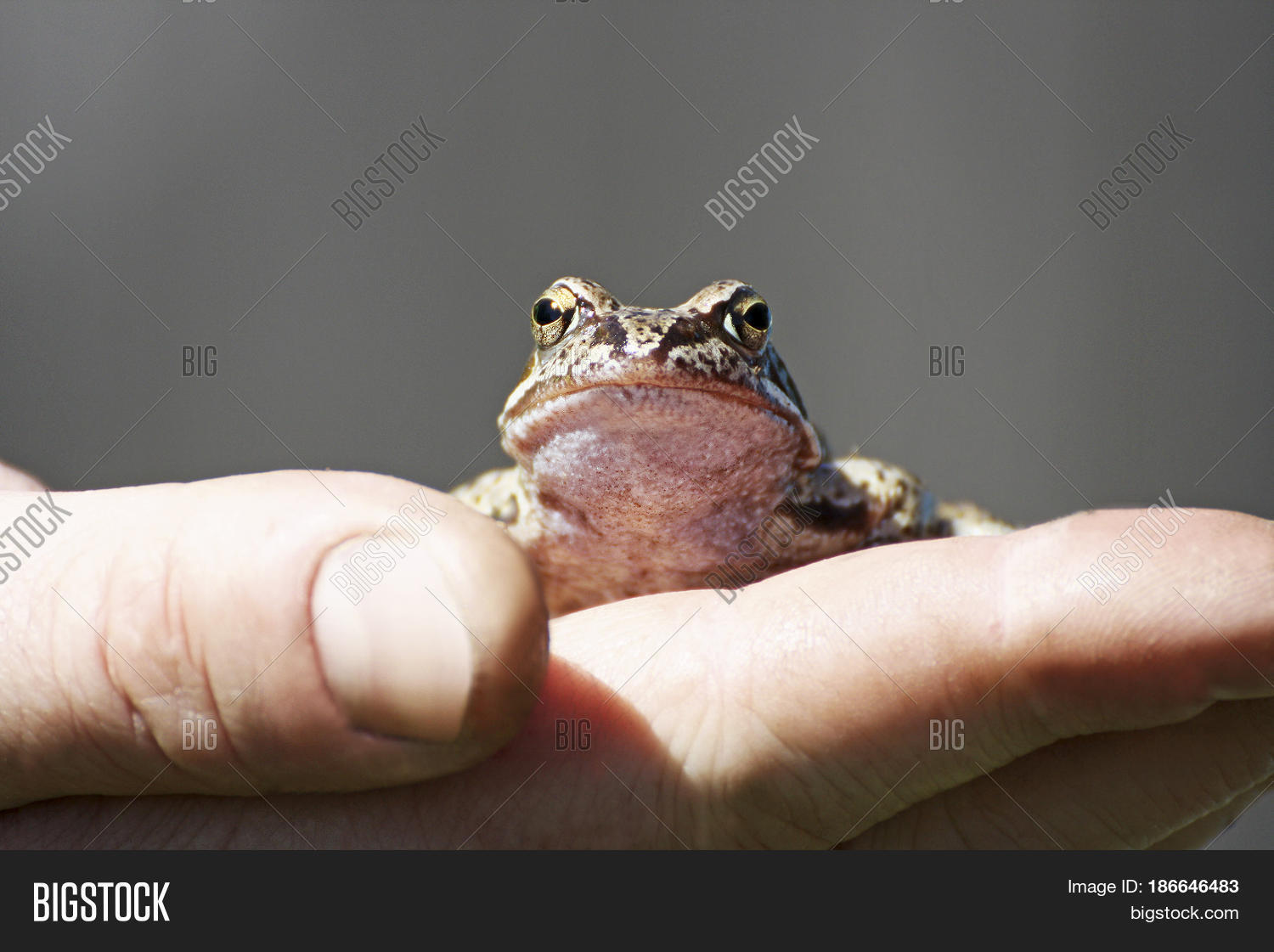 Frog Sitting On Human Image & Photo (Free Trial) | Bigstock
