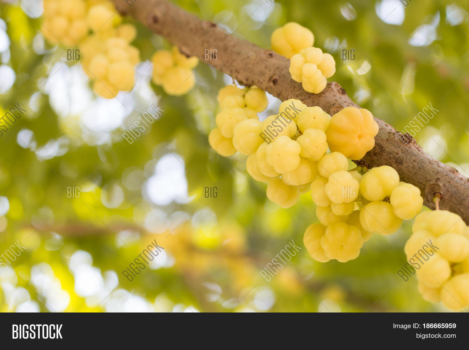 Star Gooseberry Fruit Image & Photo (Free Trial) | Bigstock