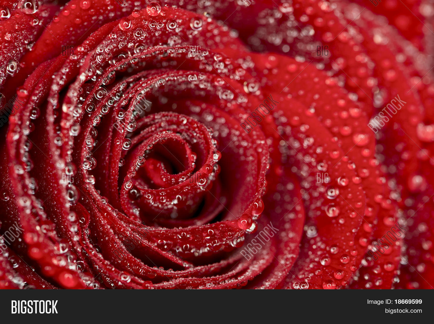 Deep Red Rose Frower Image & Photo (Free Trial) | Bigstock