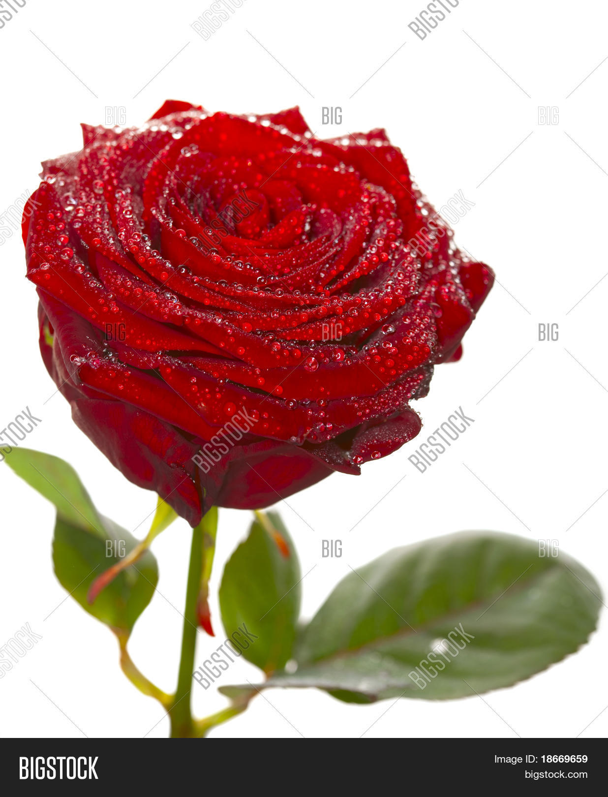 Deep Red Rose Flower Image & Photo (Free Trial) | Bigstock