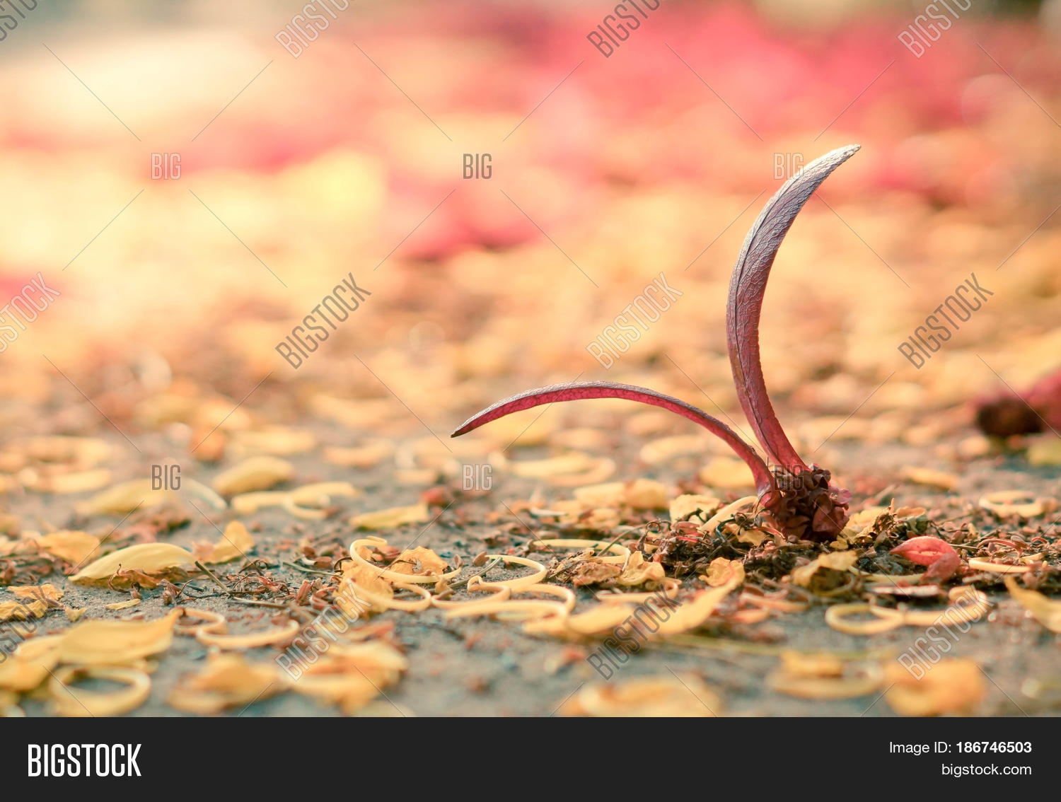 Flying Seed / Image & Photo (Free Trial) | Bigstock