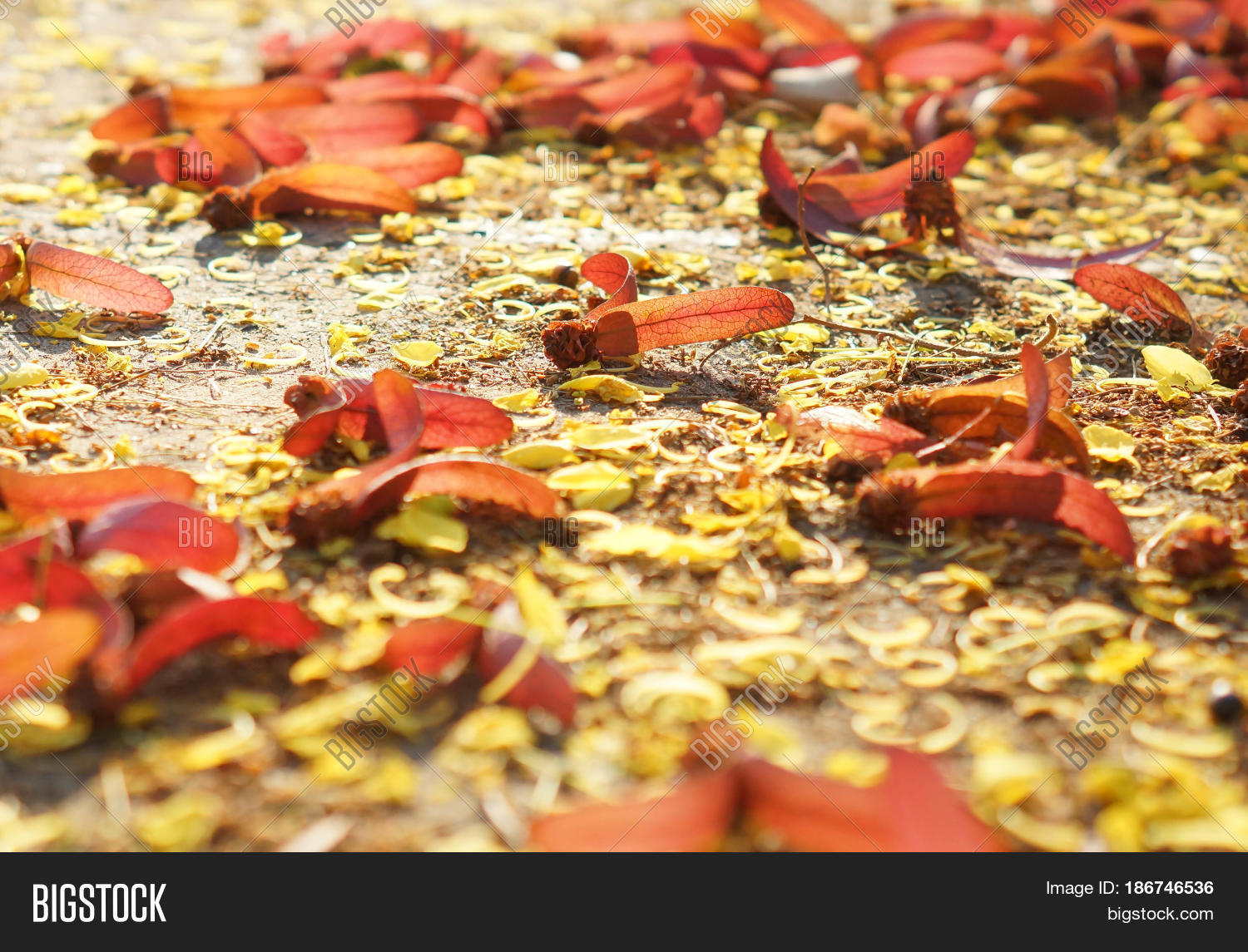 Flying Seed / Image & Photo (Free Trial) | Bigstock