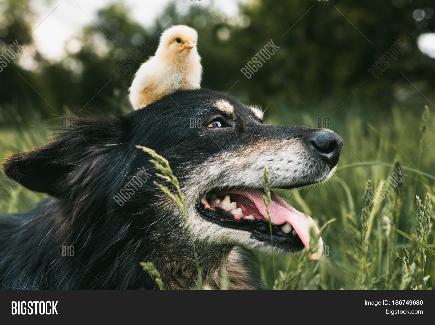 Dog Chicken. Chicken Image & Photo (Free Trial) | Bigstock