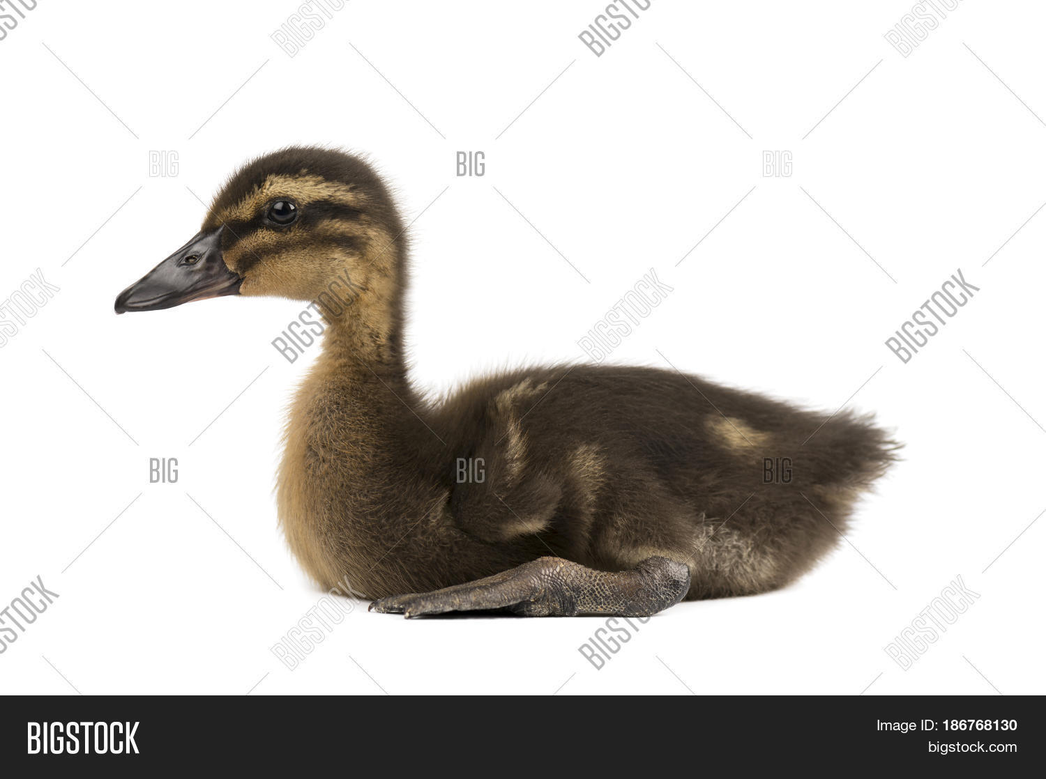 Cute Little Duckling Image & Photo (Free Trial) | Bigstock