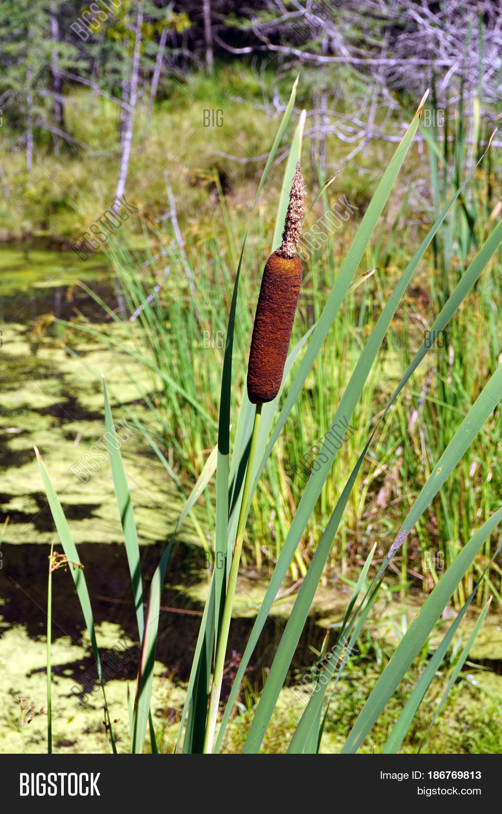 Common Cattail Bulrush Image & Photo (Free Trial) | Bigstock