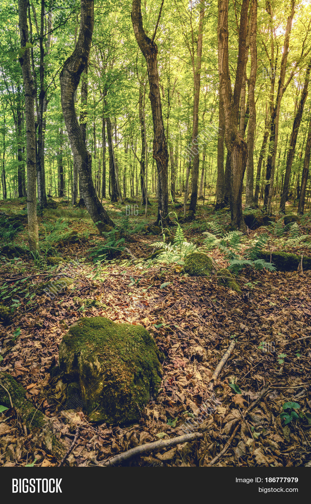 Beautiful Forest Scene Image & Photo (Free Trial) | Bigstock