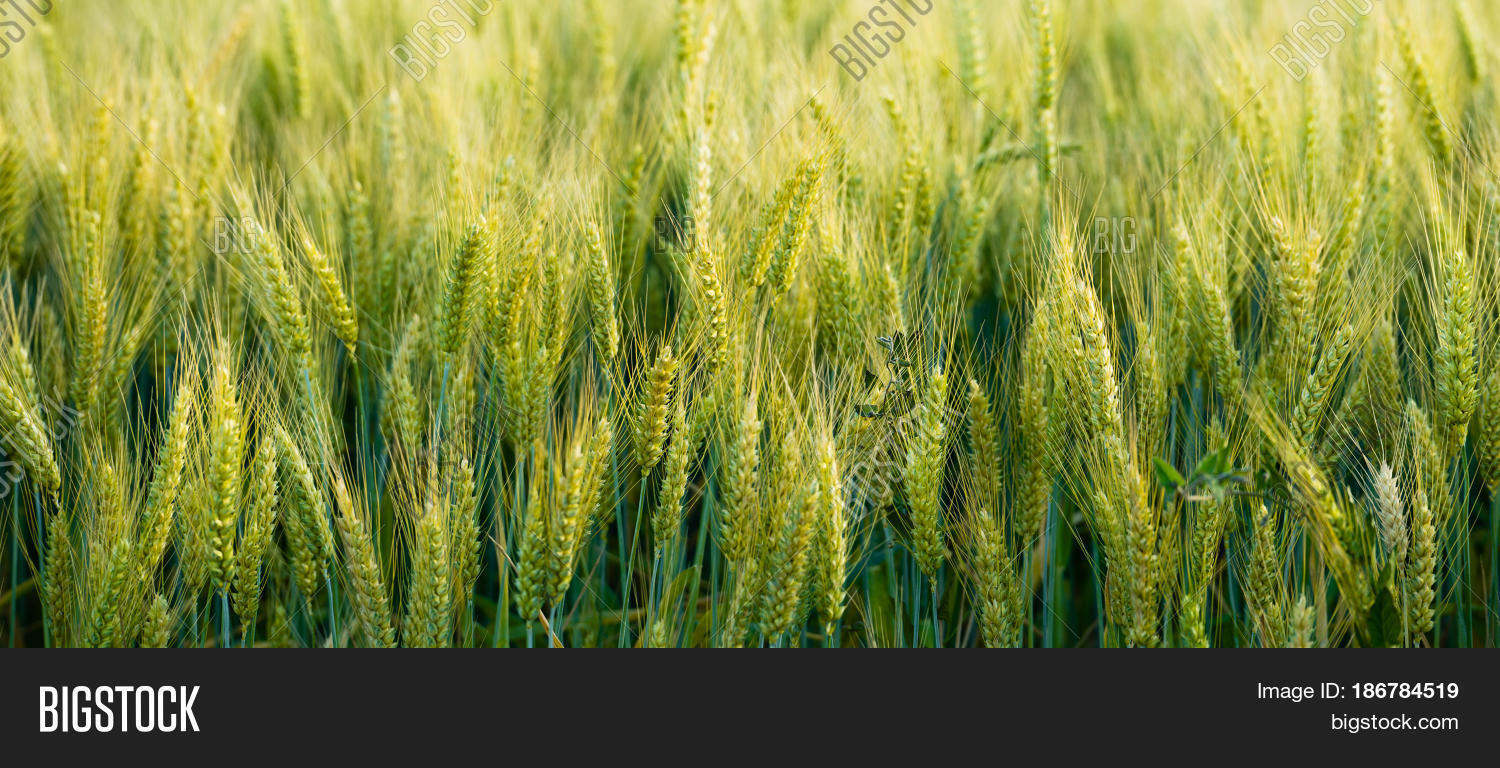 Green Crops Thrive Image & Photo (Free Trial) | Bigstock