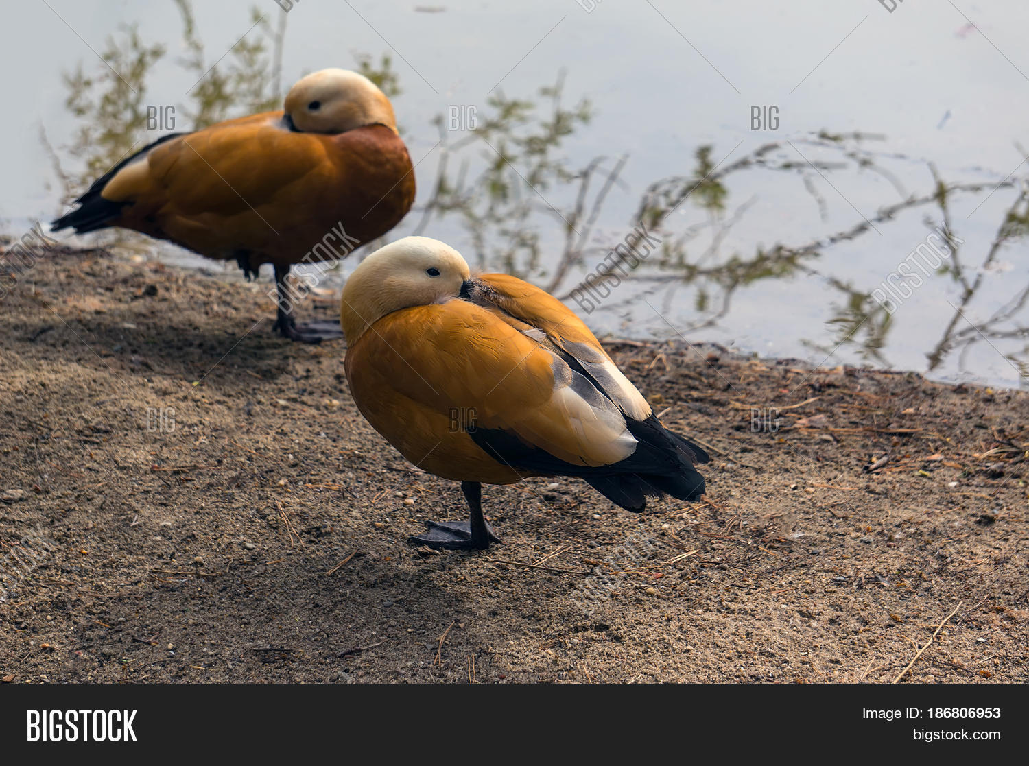 Female Teal Ducks Stay Image & Photo (Free Trial) | Bigstock