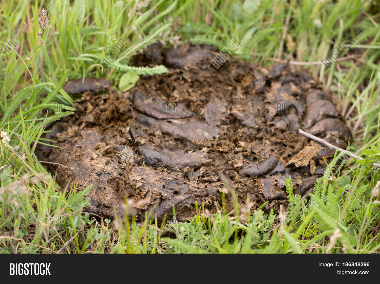 Fresh Cow Shit On Image & Photo (Free Trial) | Bigstock