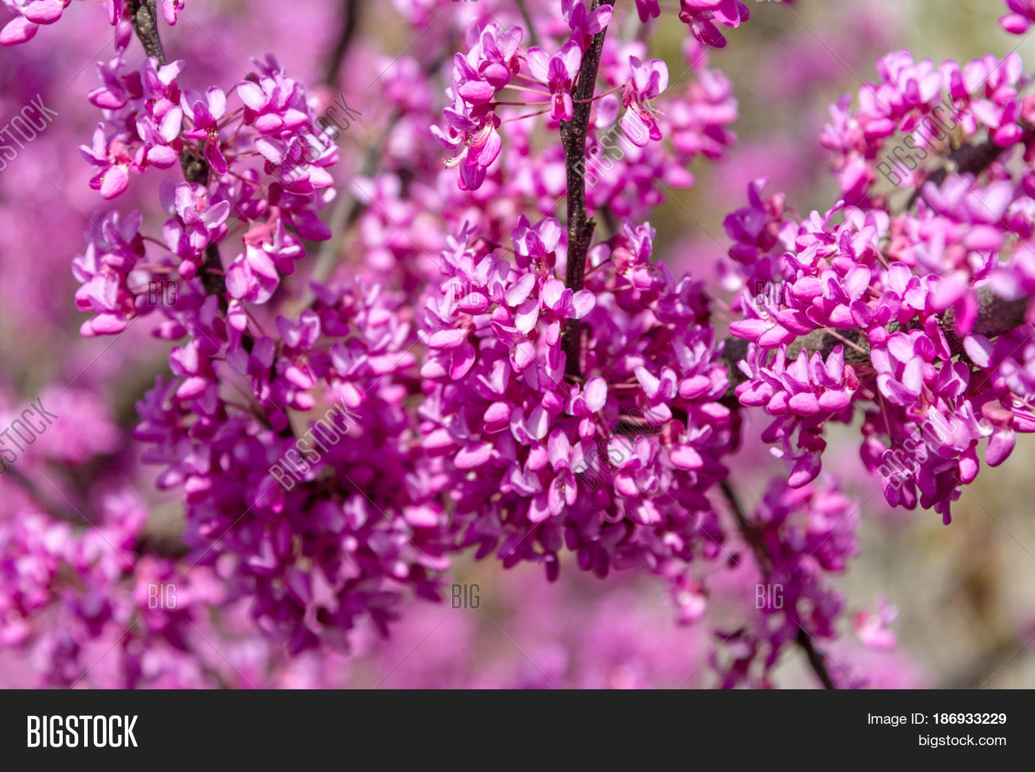 Flowering Cercis Image & Photo (Free Trial) | Bigstock