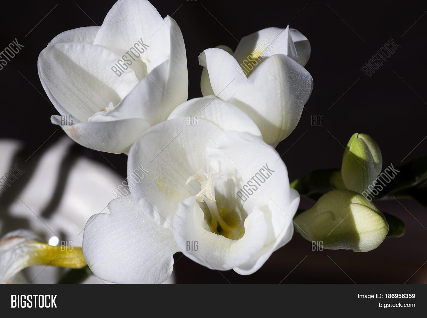 Branch White Freesia Image & Photo (Free Trial) | Bigstock