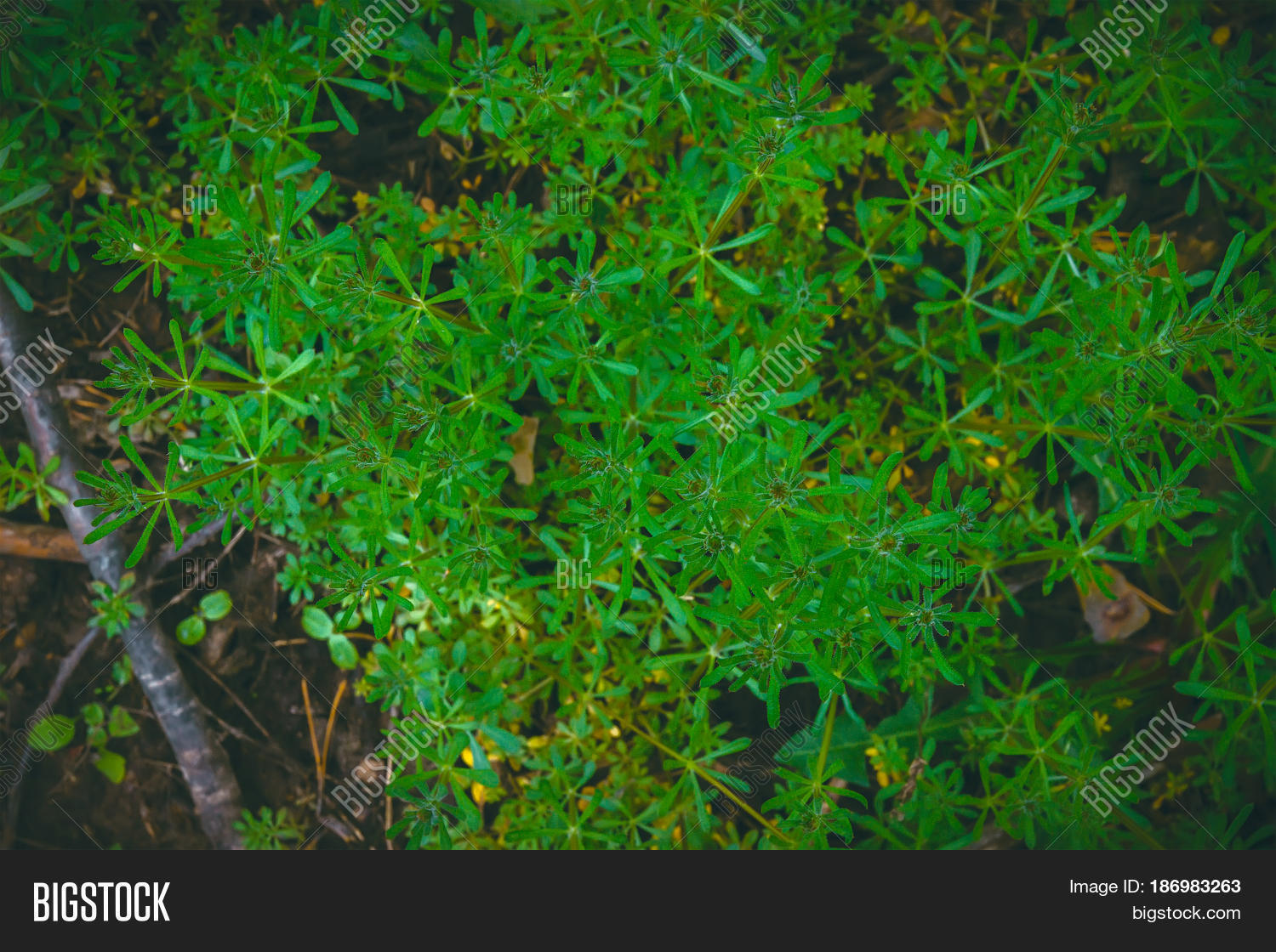 Big Green Star Shape Image & Photo (Free Trial) | Bigstock