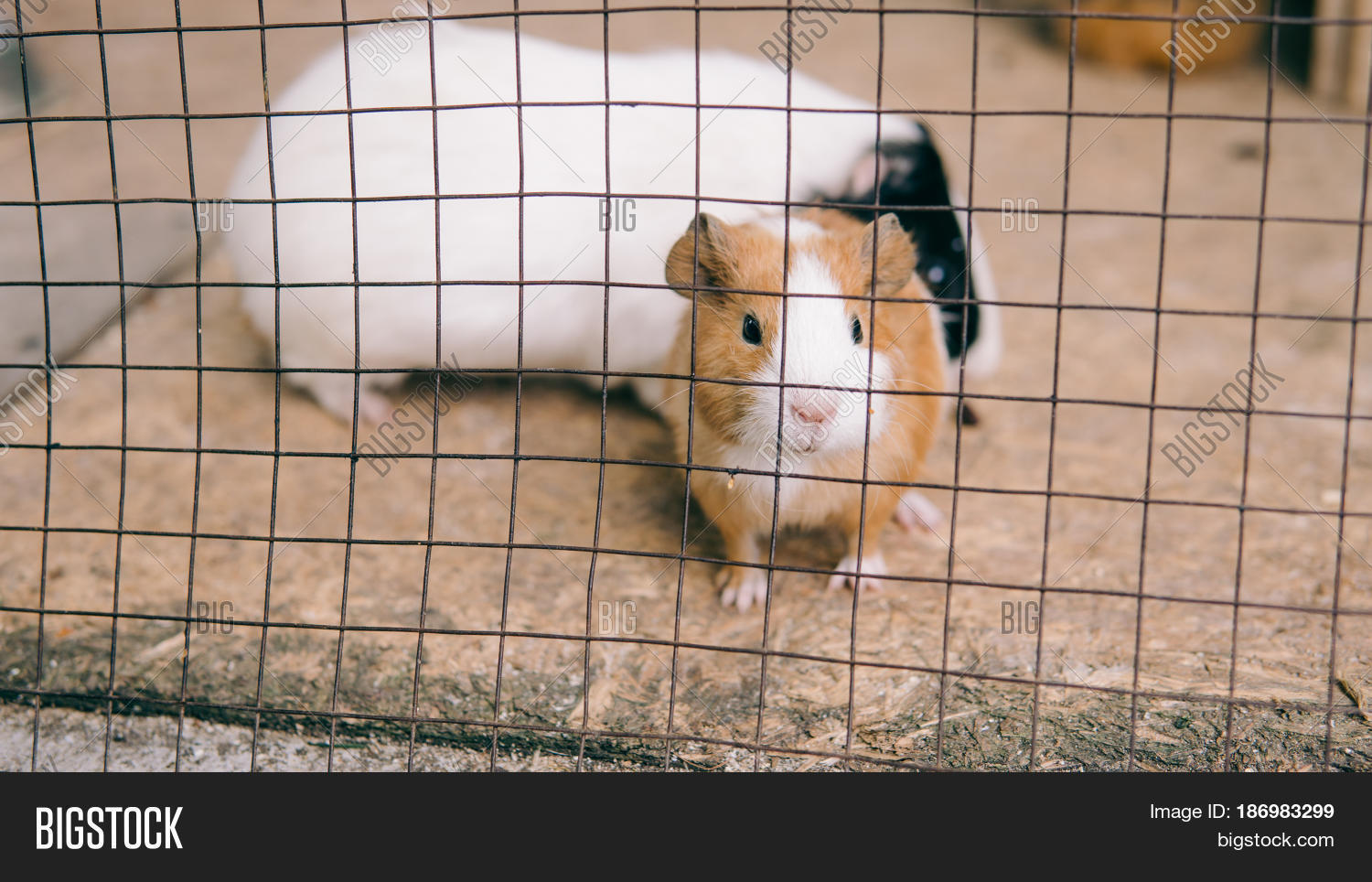 Guinea Pigs Cage Close Image & Photo (Free Trial) | Bigstock