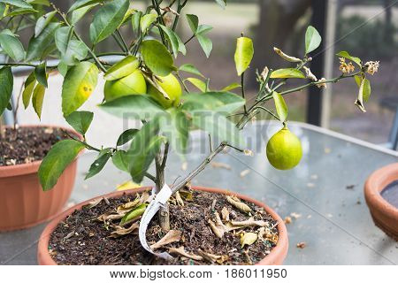 Small Lemon Tree Plant Image & Photo (Free Trial) | Bigstock