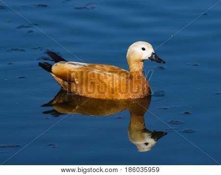 Female Ruddy Shelduck Image & Photo (Free Trial) | Bigstock