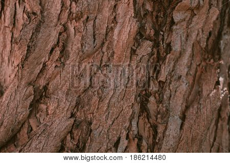 Schinus Molle Bark Image & Photo (Free Trial) | Bigstock