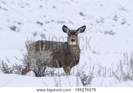 Mule Deer Doe Deep Image & Photo (Free Trial) | Bigstock