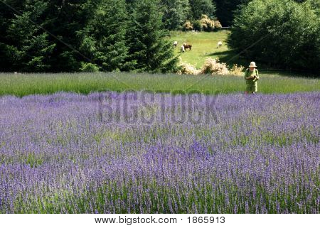 Lavender Fields Images, Illustrations & Vectors (Free) - Bigstock