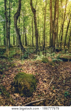 Beautiful Forest Scene Image & Photo (Free Trial) | Bigstock