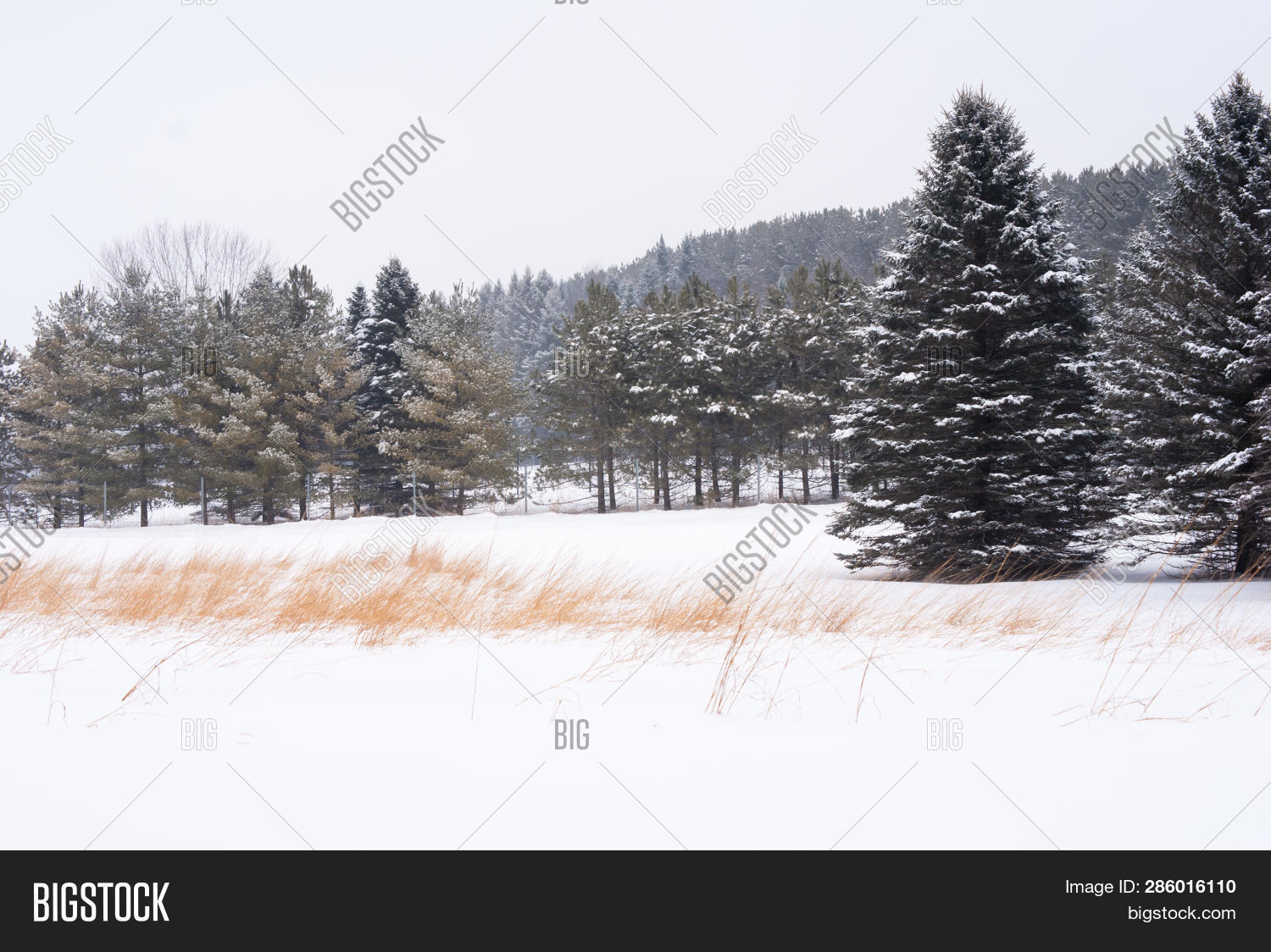 Line Snow Covered Pine Image & Photo (Free Trial) | Bigstock