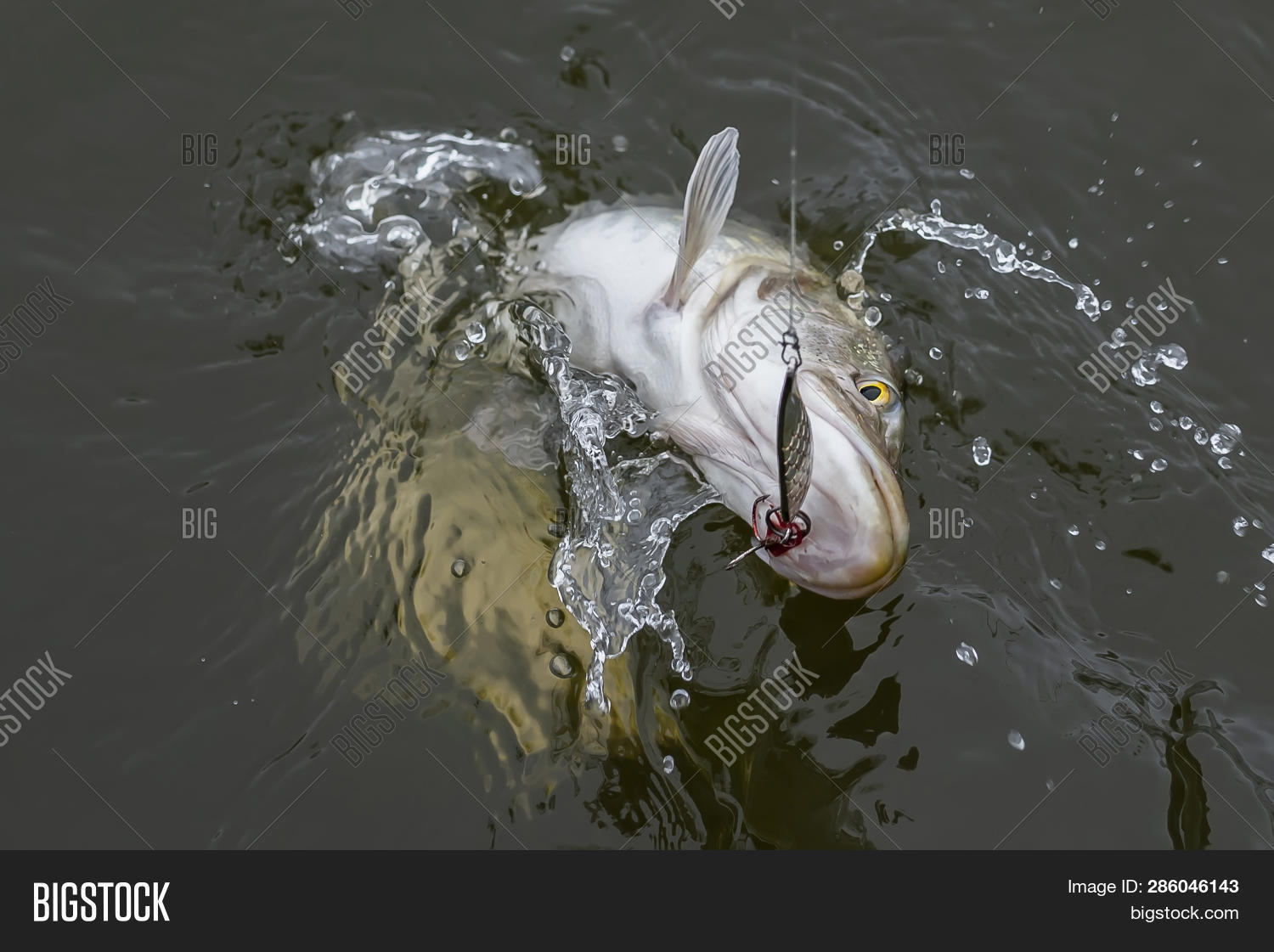 Pike Fish Jumping Image & Photo (Free Trial) | Bigstock