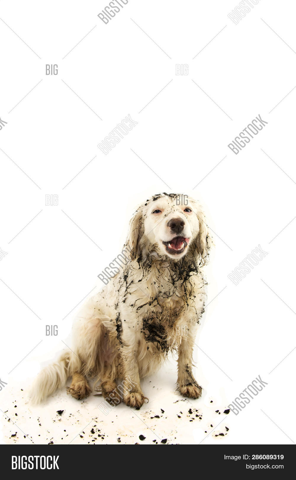 Happy Dirty Dog After Image & Photo (Free Trial) | Bigstock