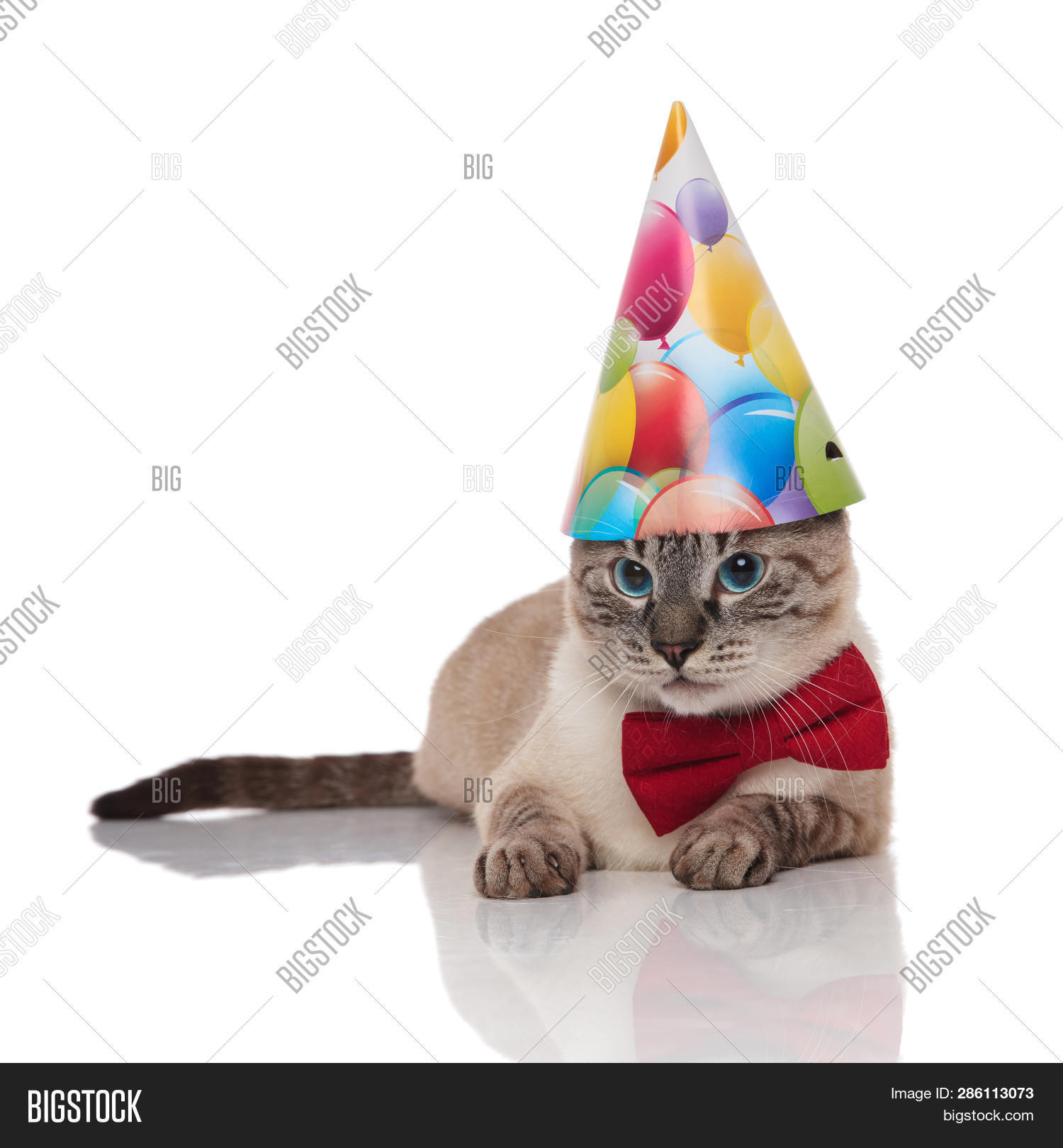 Cute Grey Metis Cat Image & Photo (Free Trial) | Bigstock