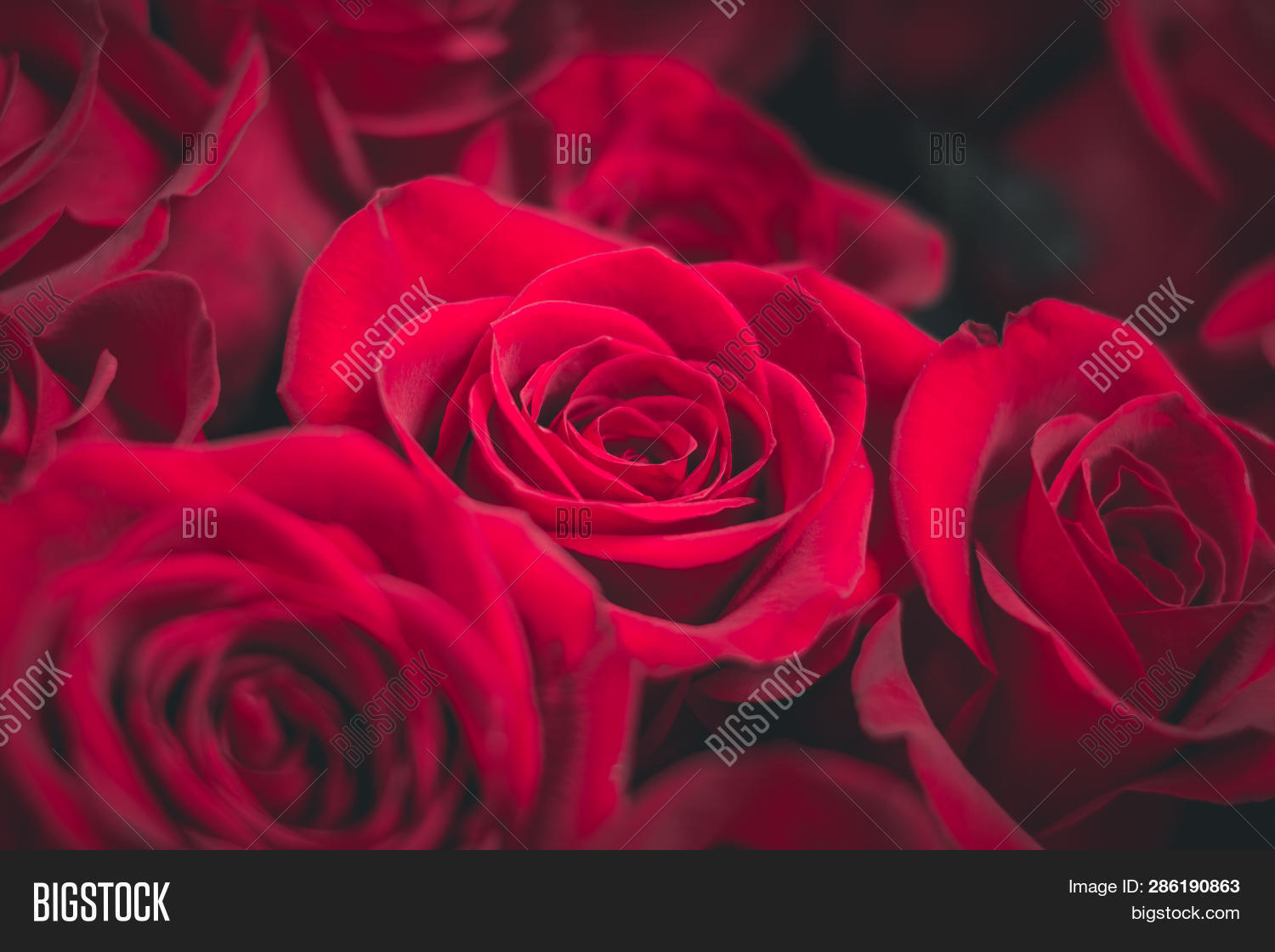 Fresh Dark Red Roses Image & Photo (Free Trial) | Bigstock
