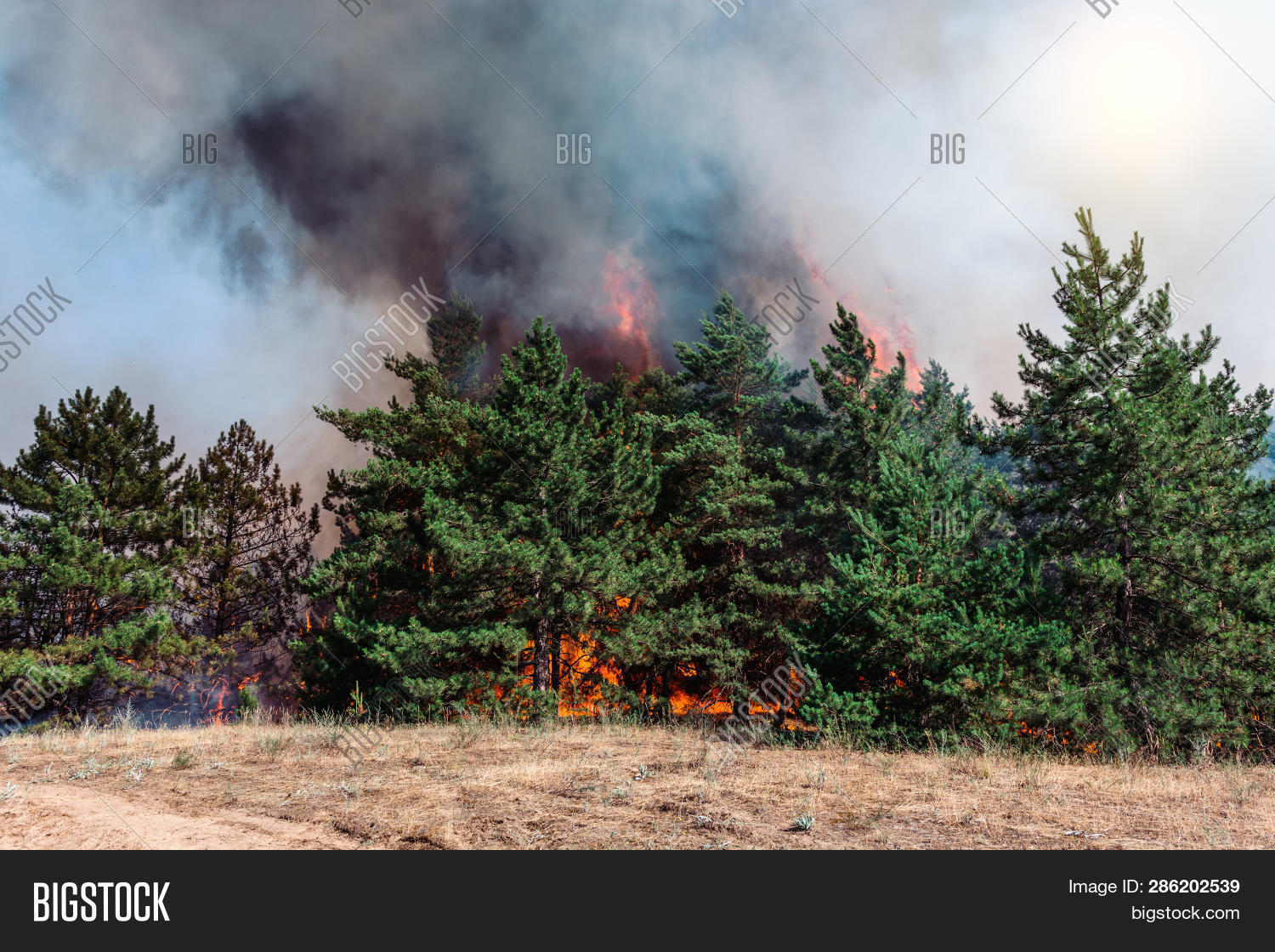 Forest Fire. Burned Image & Photo (Free Trial) | Bigstock