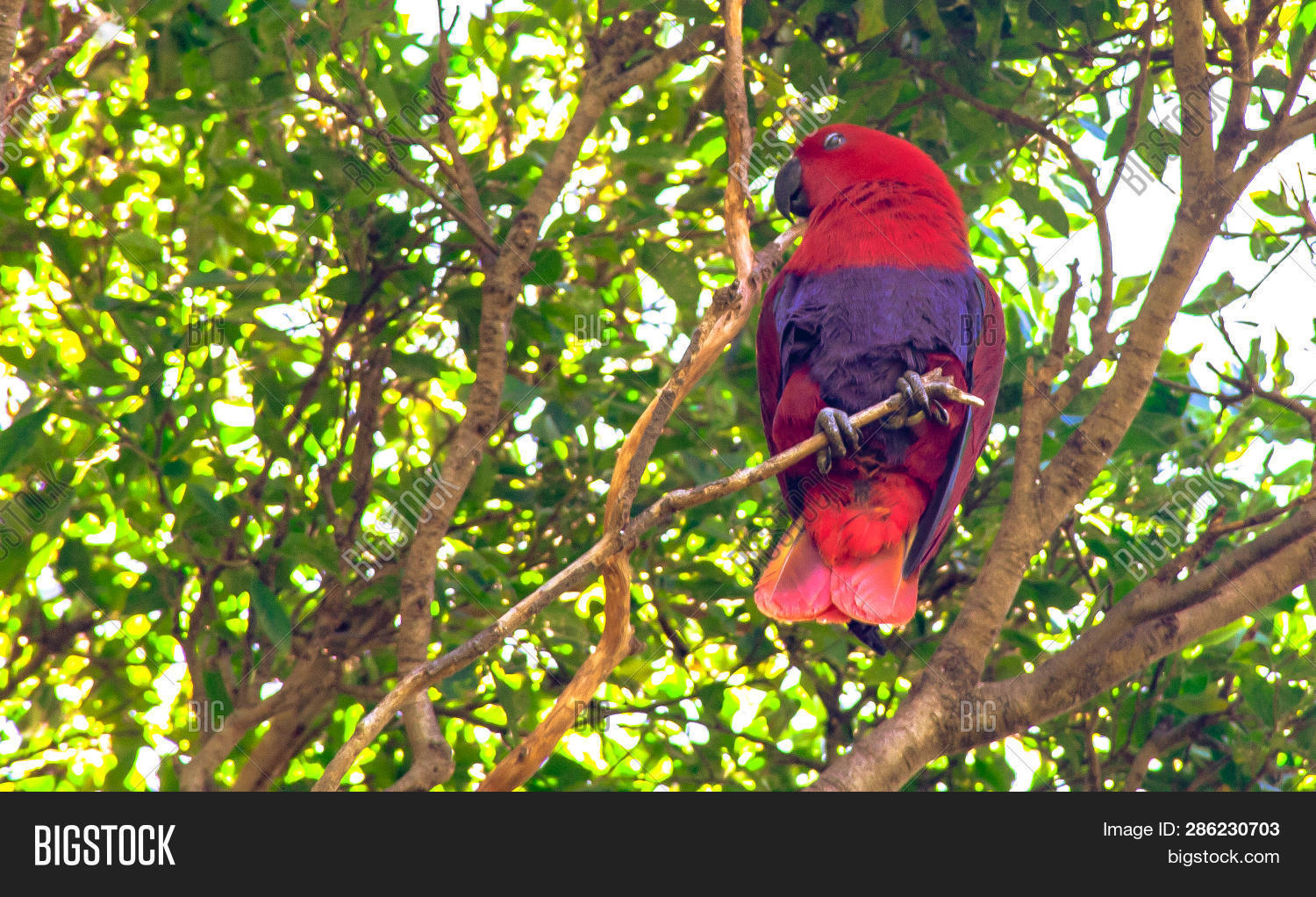Big Parrot About Image & Photo (Free Trial) | Bigstock