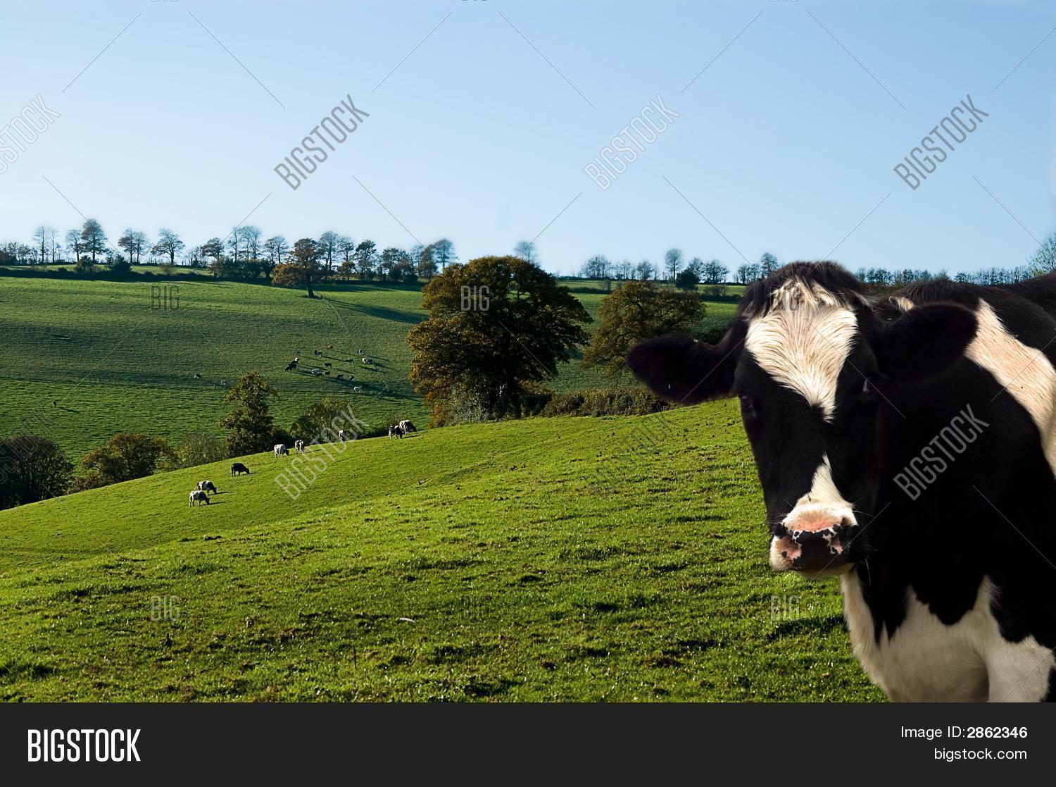Dairy Cow Farmland Image & Photo (Free Trial) | Bigstock