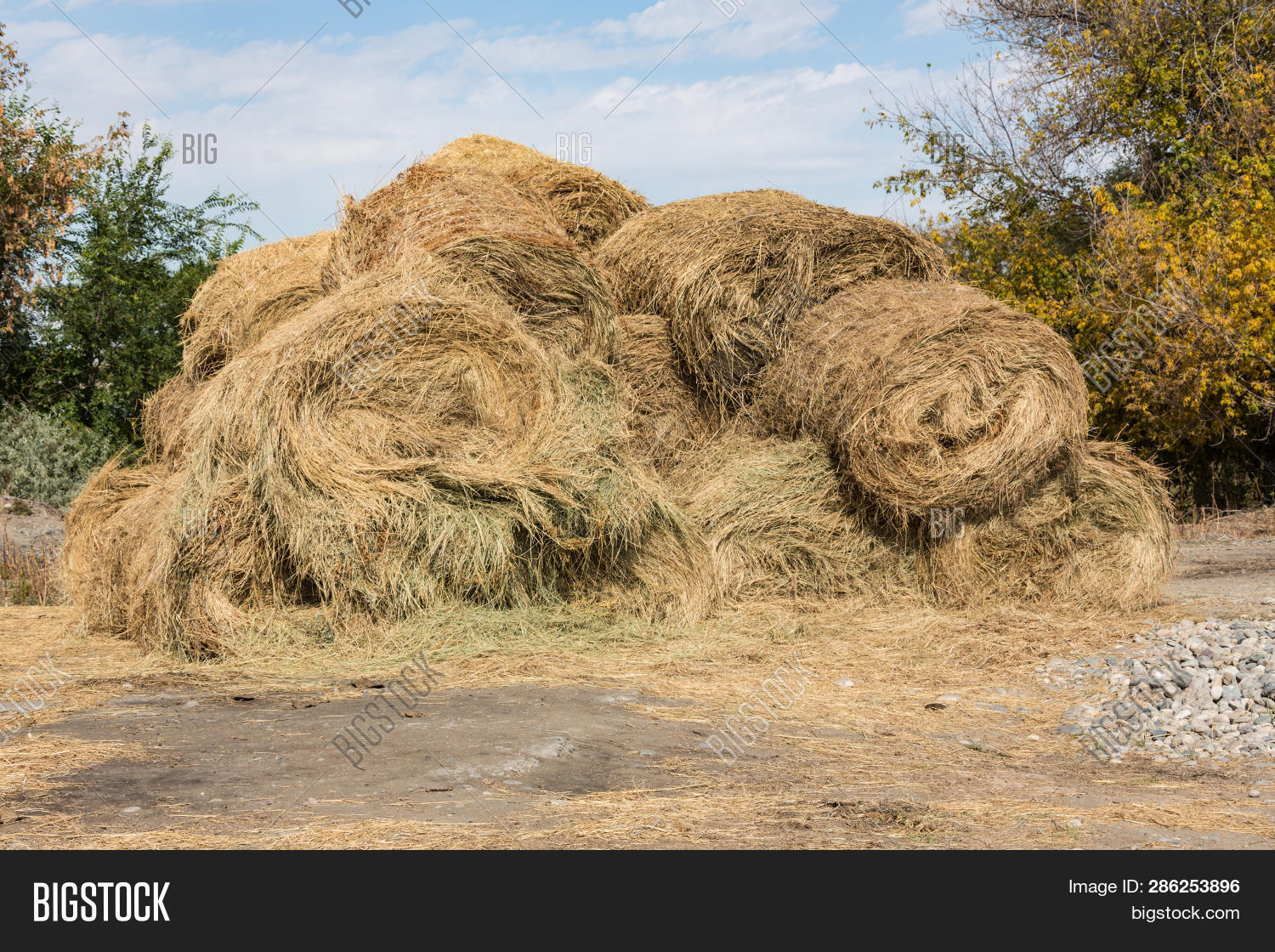 Dry Baled Hay Bales Image & Photo (Free Trial) | Bigstock