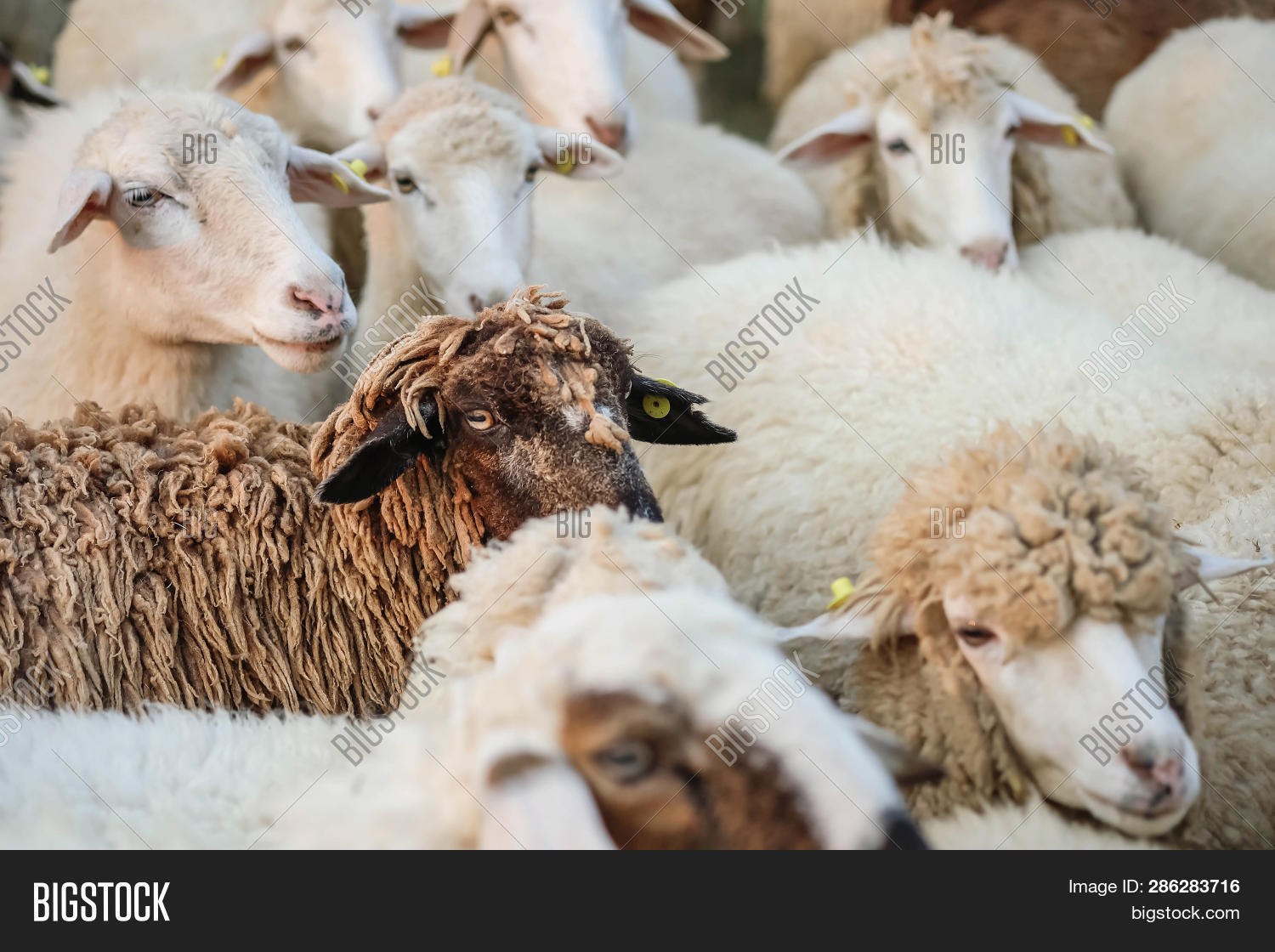 Closeup Sheep Wait Image & Photo (Free Trial) | Bigstock