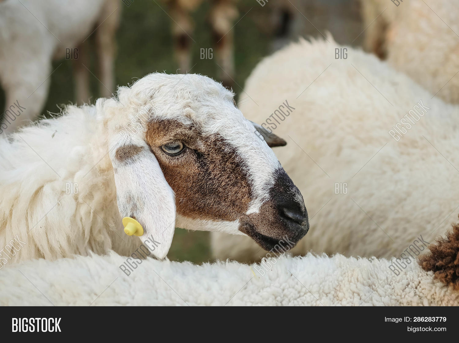 Closeup Sheep Wait Image & Photo (Free Trial) | Bigstock