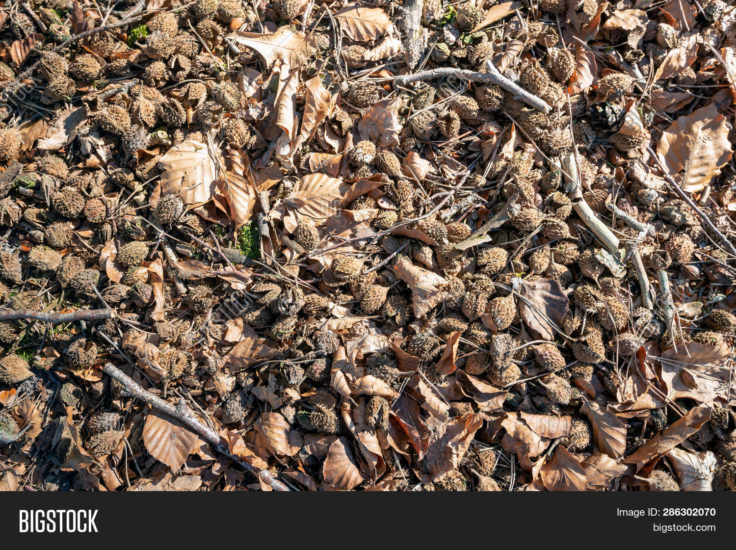 Closeup Forest Floor Image & Photo (Free Trial) | Bigstock