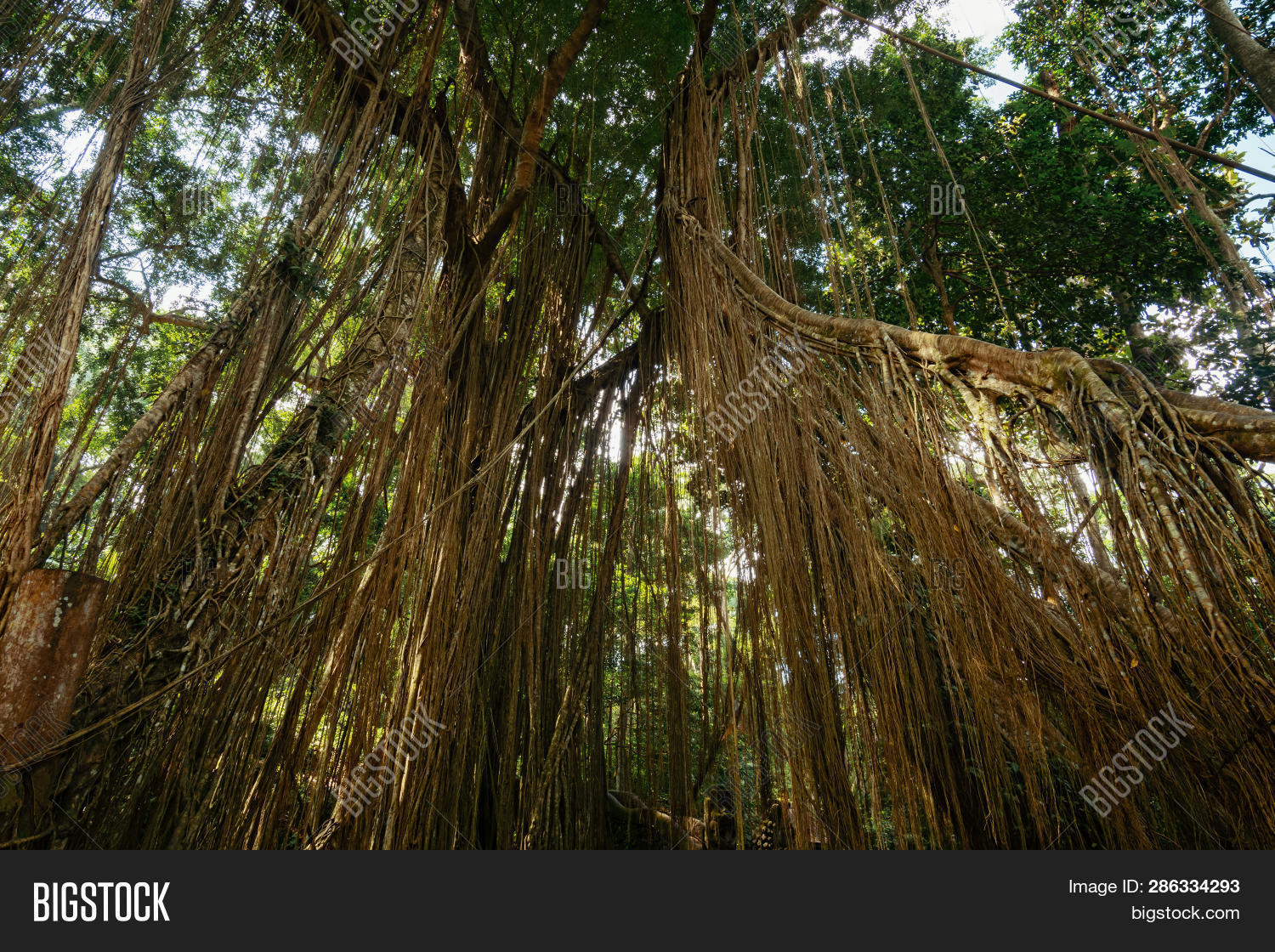 Overgrown Vine Lianas Image & Photo (Free Trial) | Bigstock