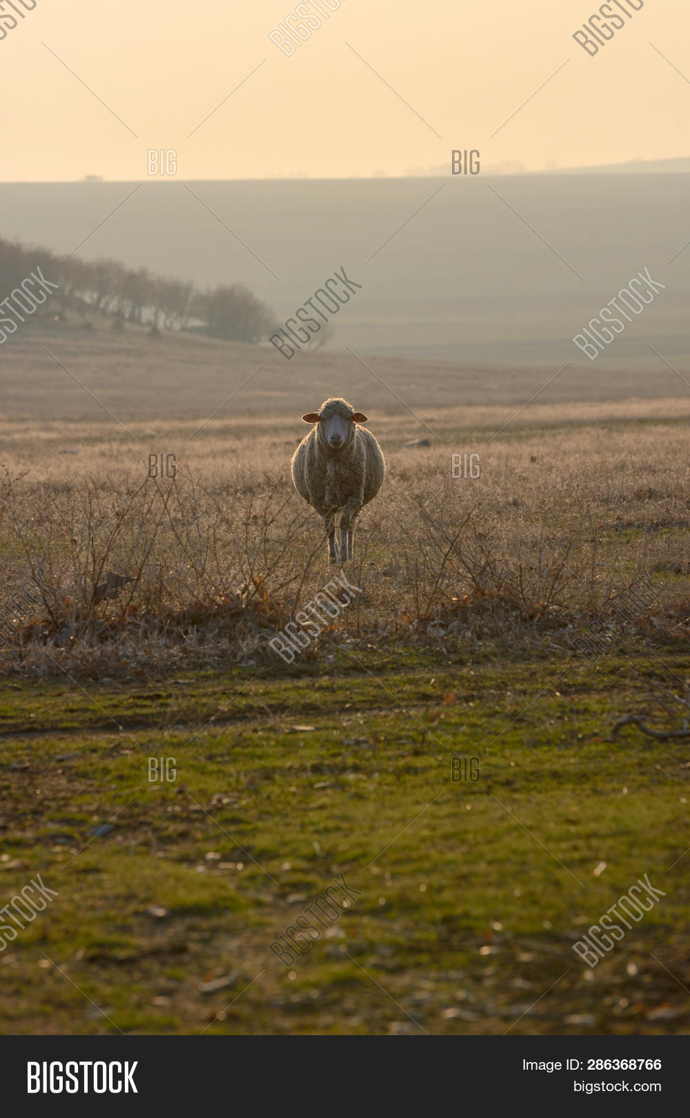 One Sheep On Field Image & Photo (Free Trial) | Bigstock