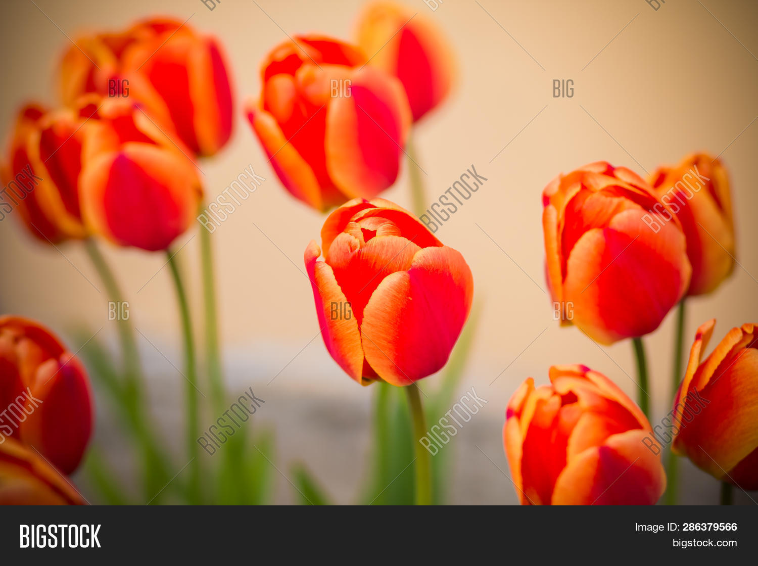 Bright Colorful Tulips Image & Photo (Free Trial) | Bigstock