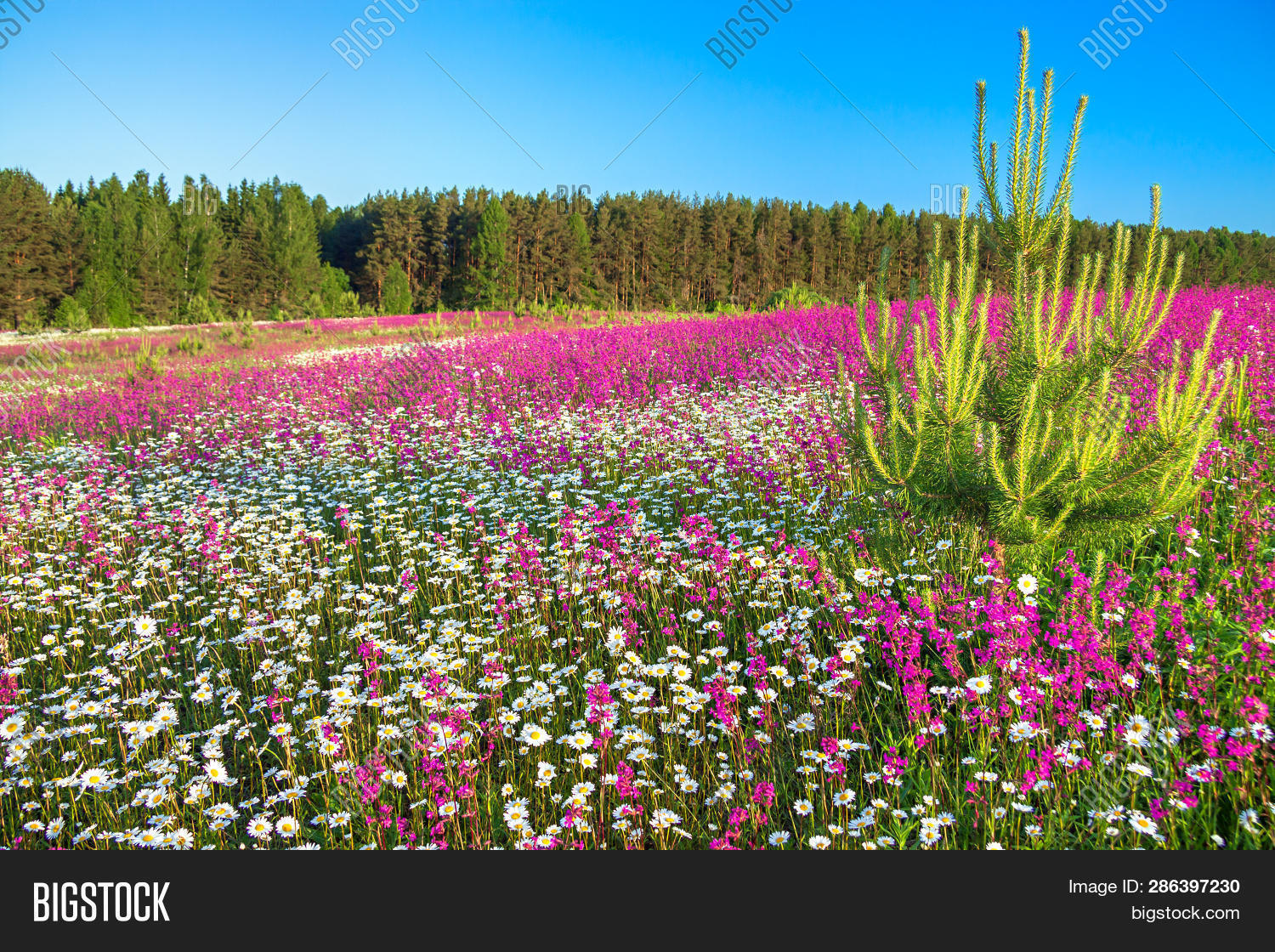 Beautiful Spring Image & Photo (Free Trial) | Bigstock
