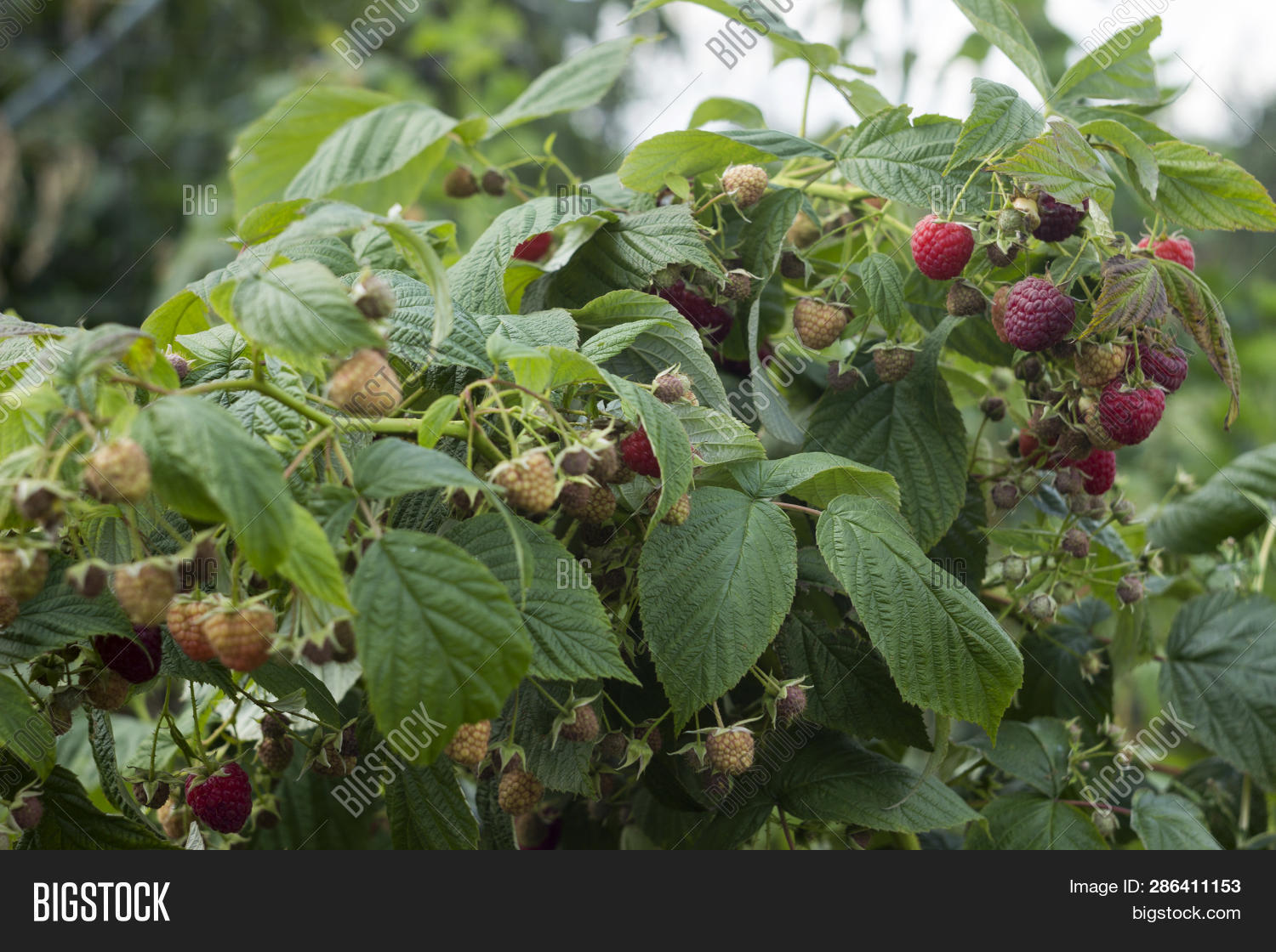 Ripe Red Raspberry Image & Photo (Free Trial) | Bigstock