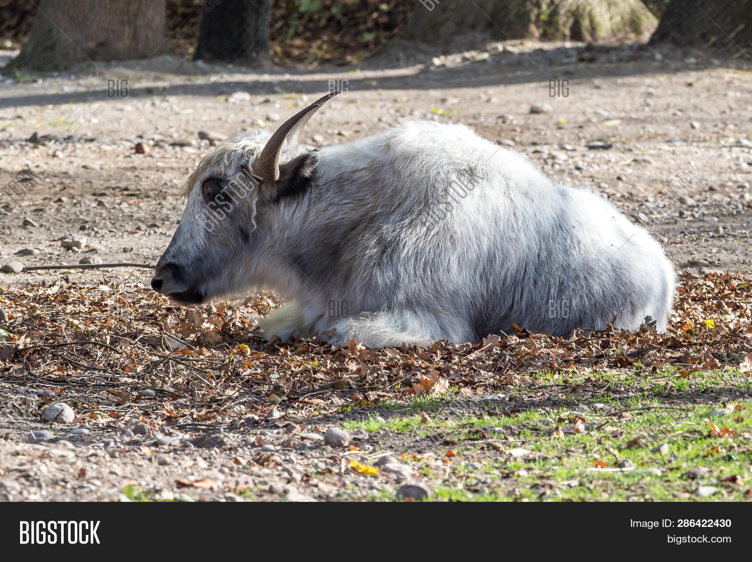 Domestic Yak, Bos Image & Photo (Free Trial) | Bigstock