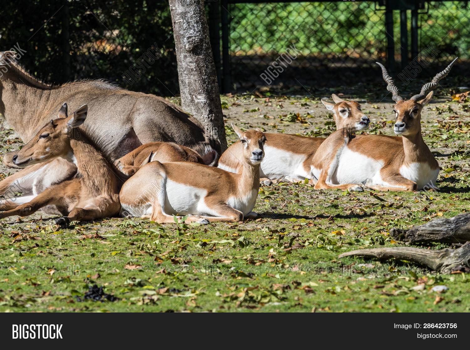 Indian Blackbuck, Image & Photo (Free Trial) | Bigstock