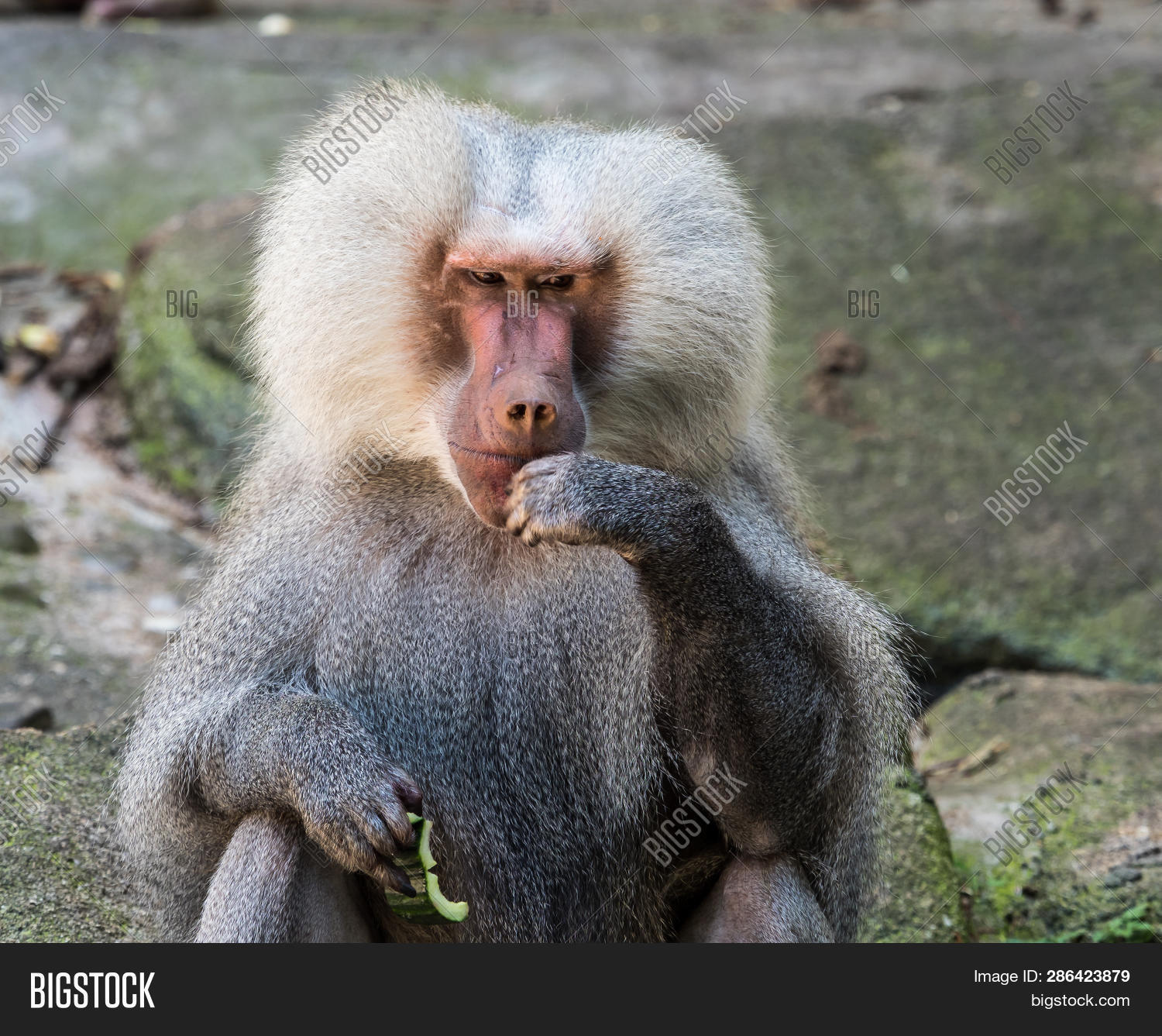 Hamadryas Baboon, Image & Photo (Free Trial) | Bigstock