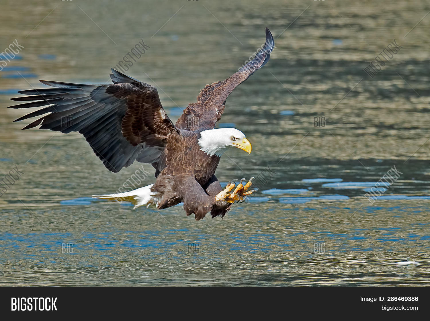 Diving Eagle