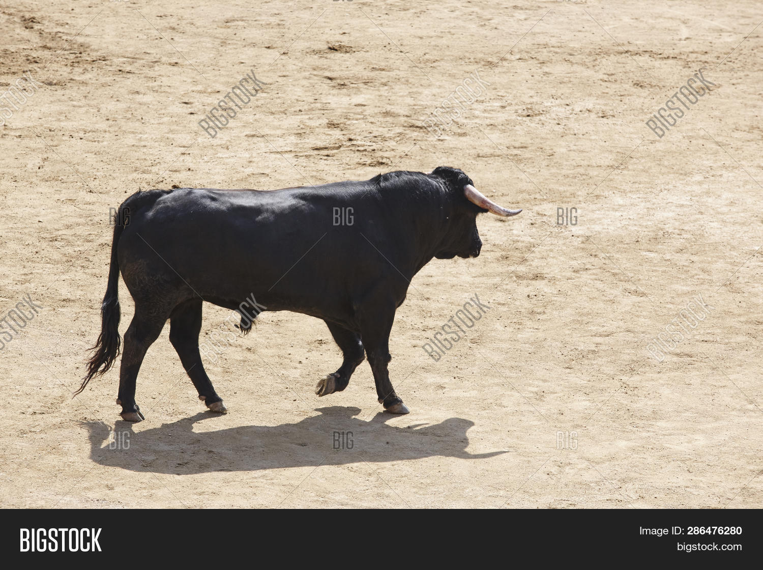 Fighting Bull Arena. Image & Photo (Free Trial) | Bigstock
