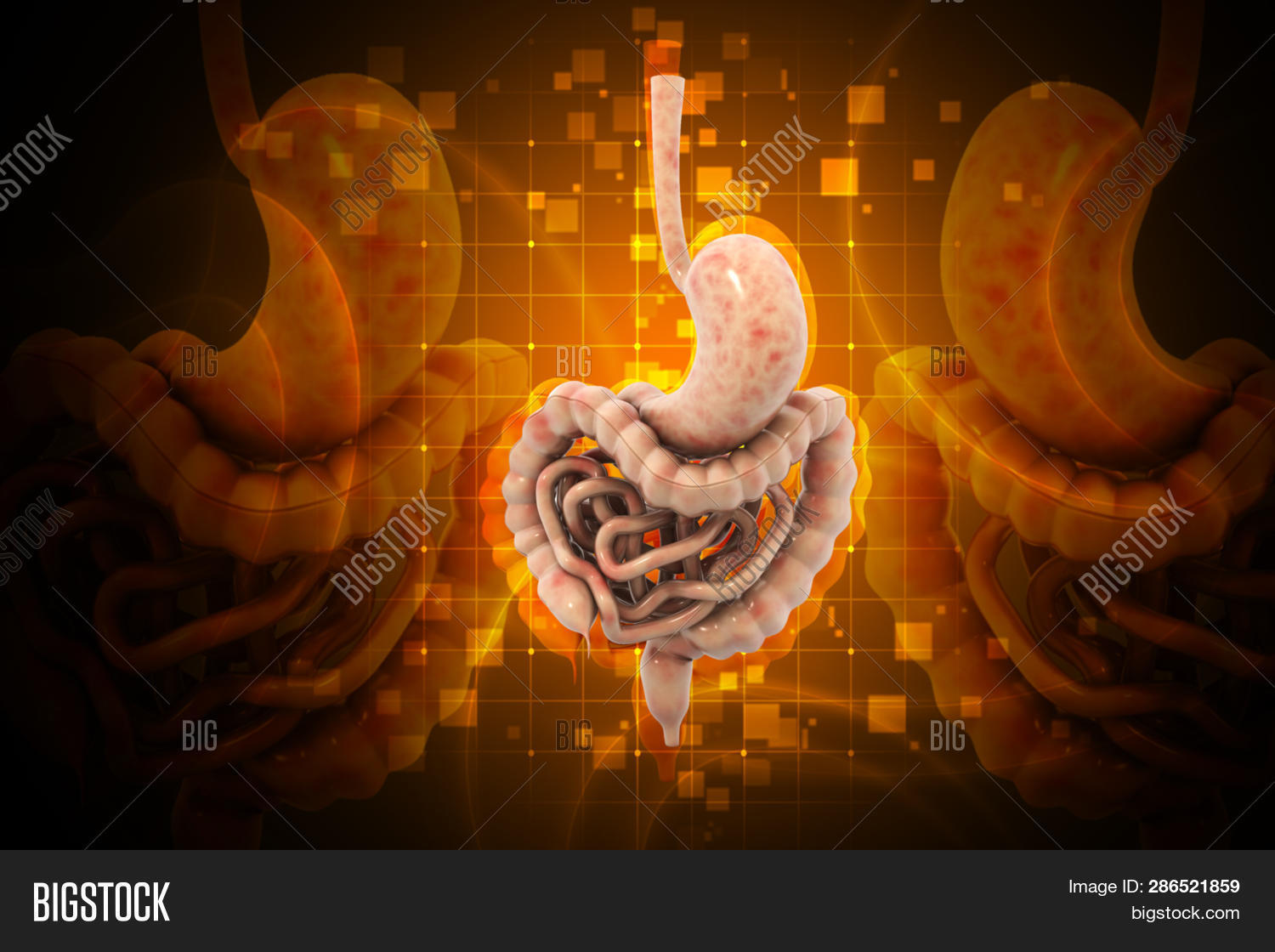 3d Rendered Stomach Image & Photo (Free Trial) | Bigstock