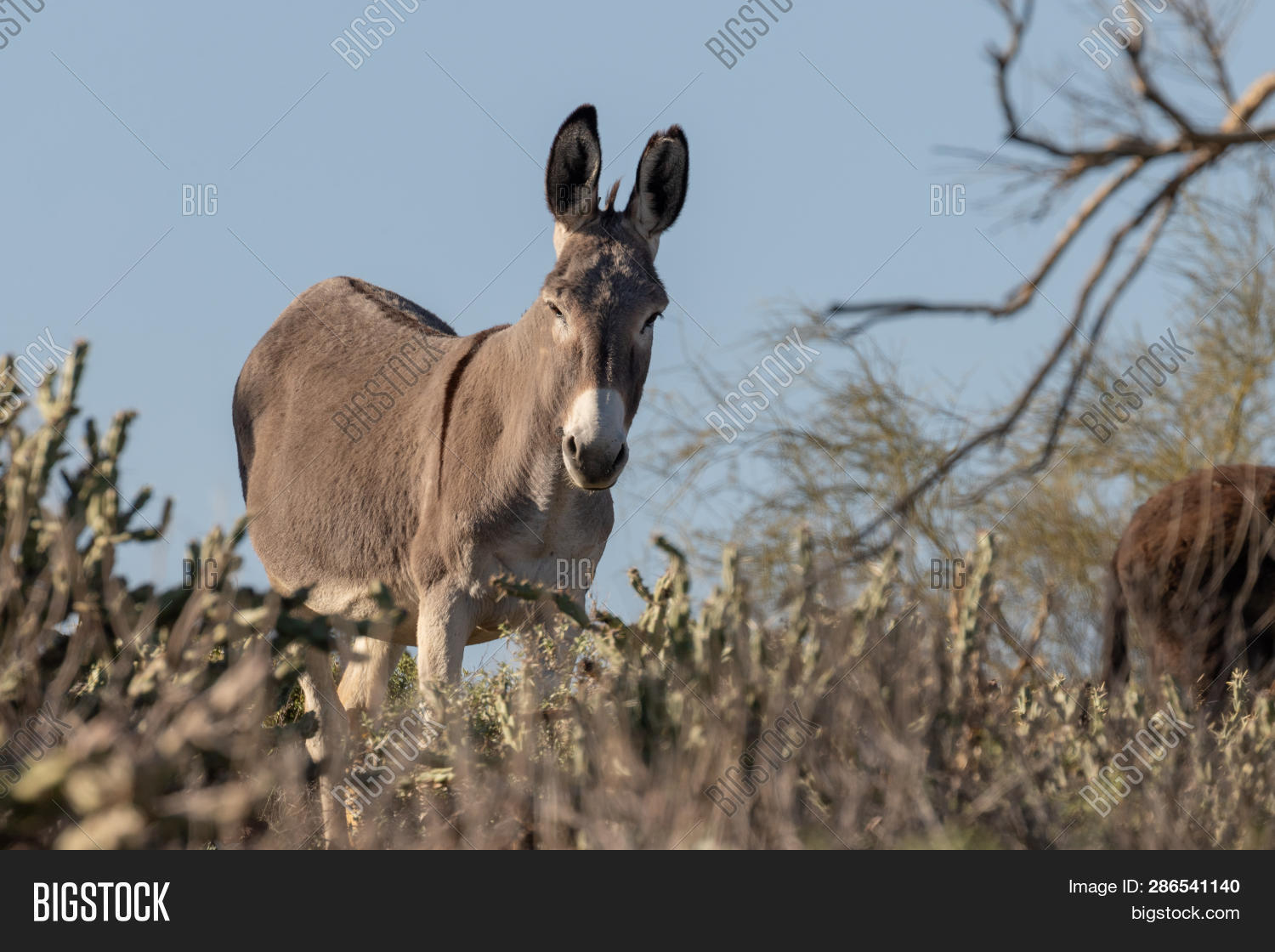 Cute Wild Burro Image & Photo (Free Trial) | Bigstock
