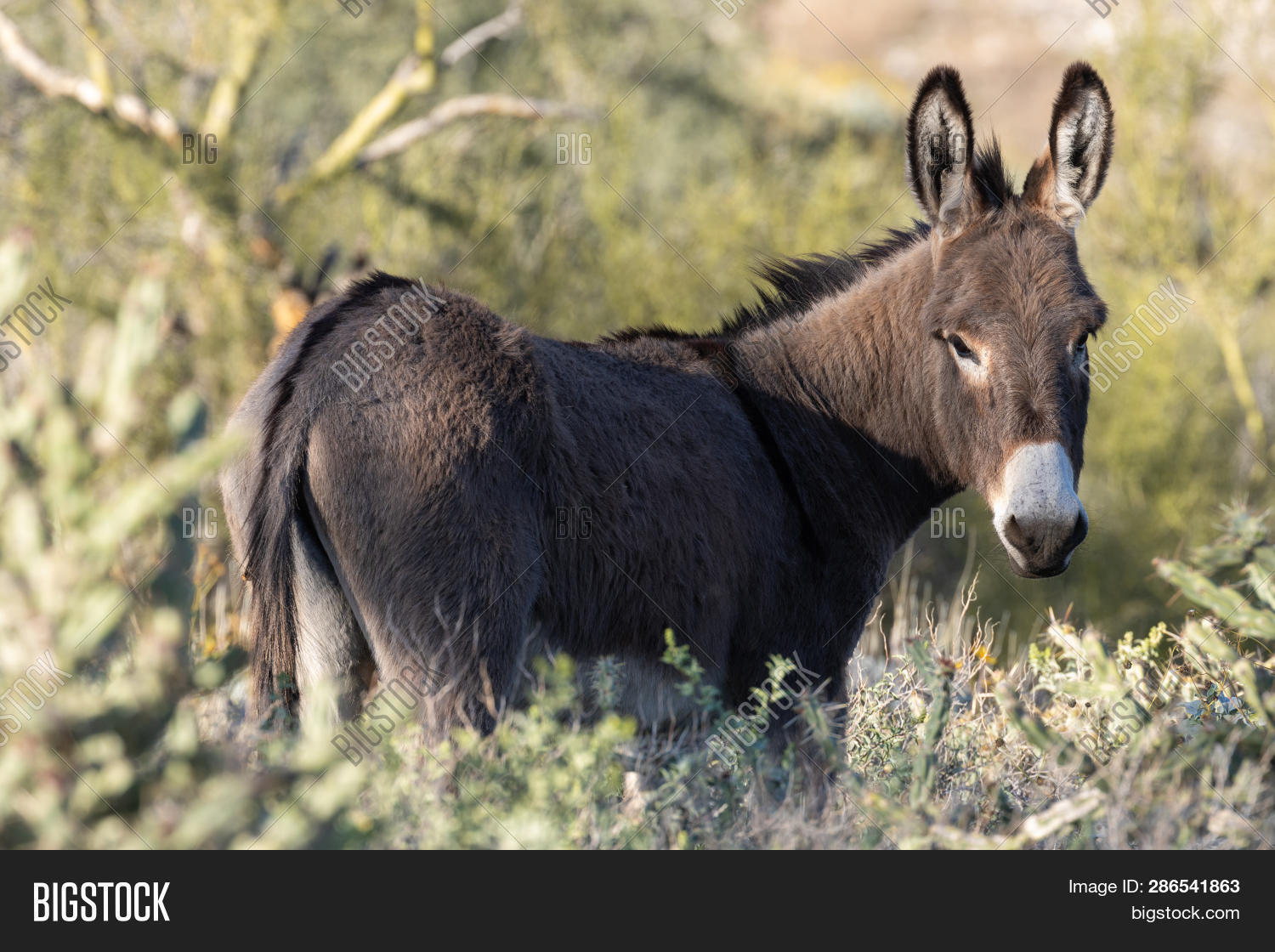 Cute Wild Burro Image & Photo (Free Trial) | Bigstock