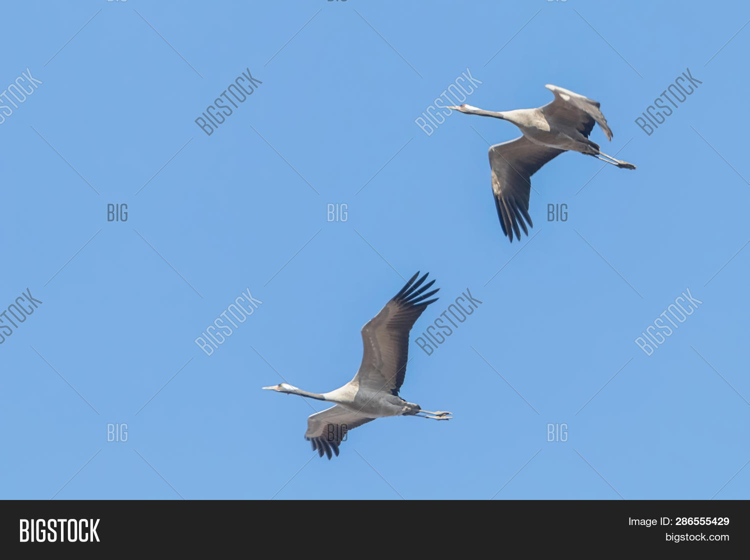 Common Cranes Flight Image & Photo (Free Trial) | Bigstock